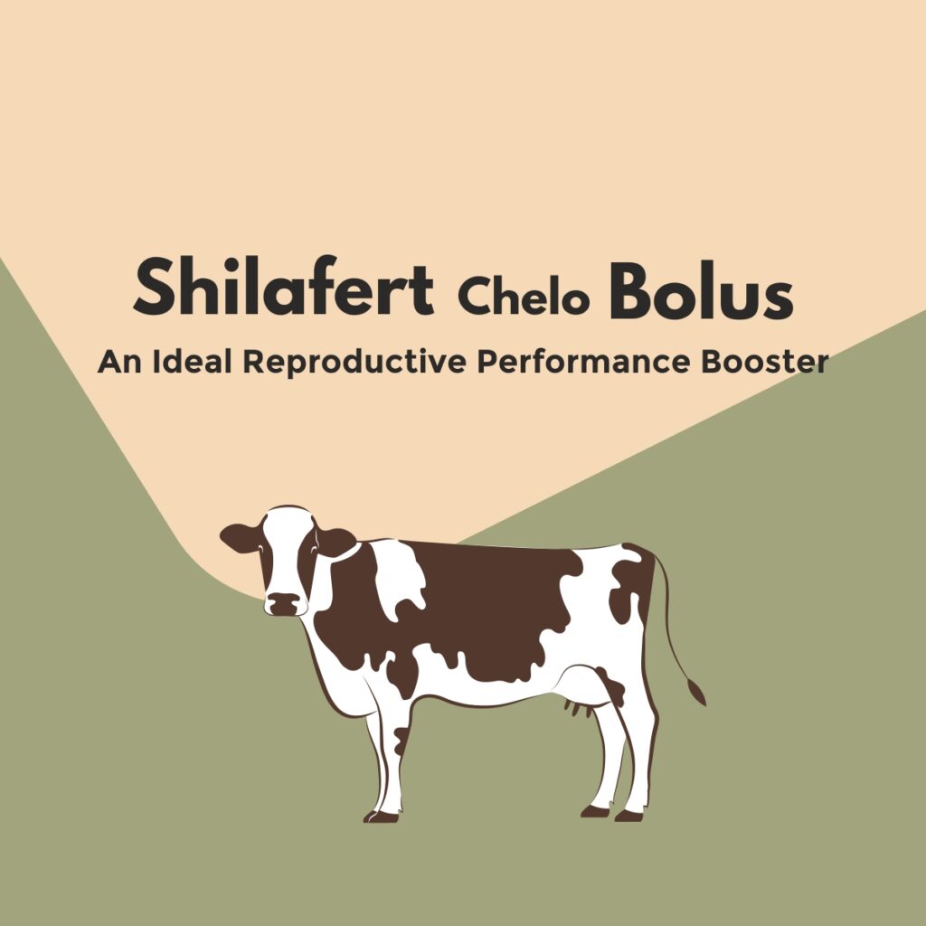Shilafert Chelo Bolus | Catalyst LifeSciences Pvt. Ltd.